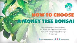 The Meaning of the Money Tree Bonsai | Bonsai Alchemist