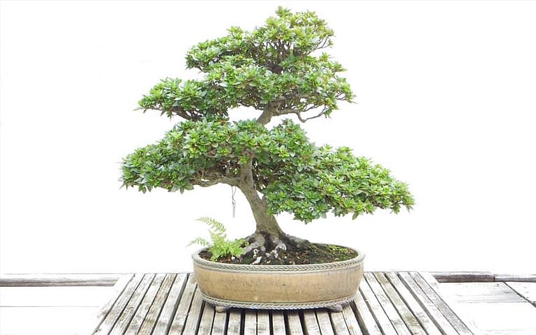 Bonsai Tree Symbolism and Meaning | Bonsai Alchemist