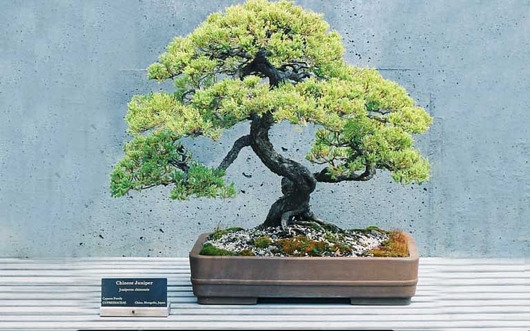 Chinese Juniper Bonsai | Juniperus Chinensis Care Sheet