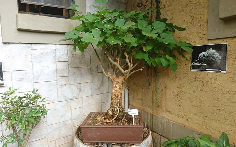 Coral Tree Bonsai | Bonsai Alchemist Species Care Guide