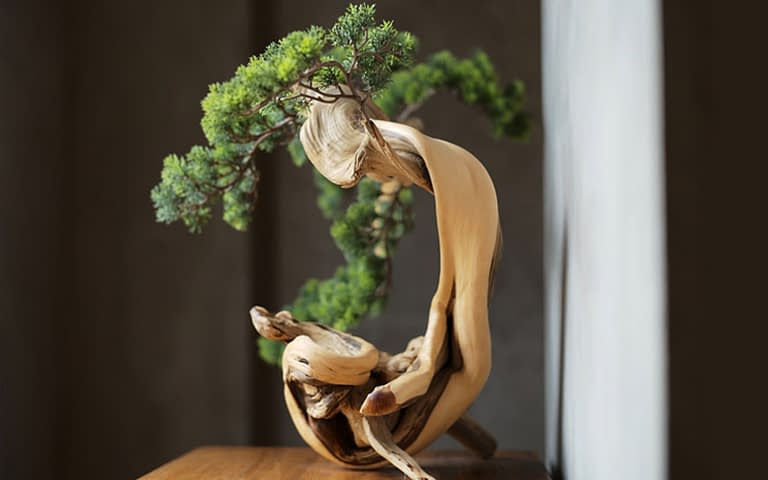 The Art of Bonsai Tree Grafting | Bonsai Alchemist