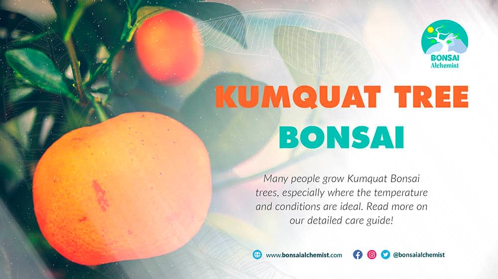 Bonsai Information | Bonsai Alchemist